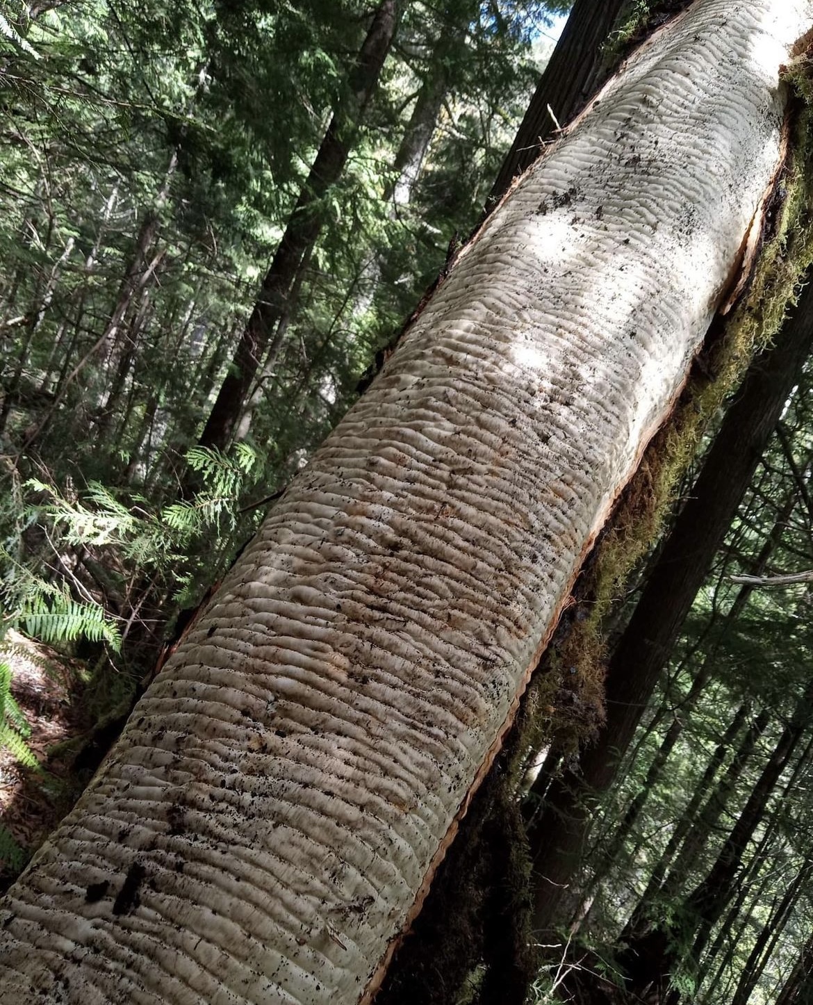Kimball Hardwoods | Figured Wood Supplier